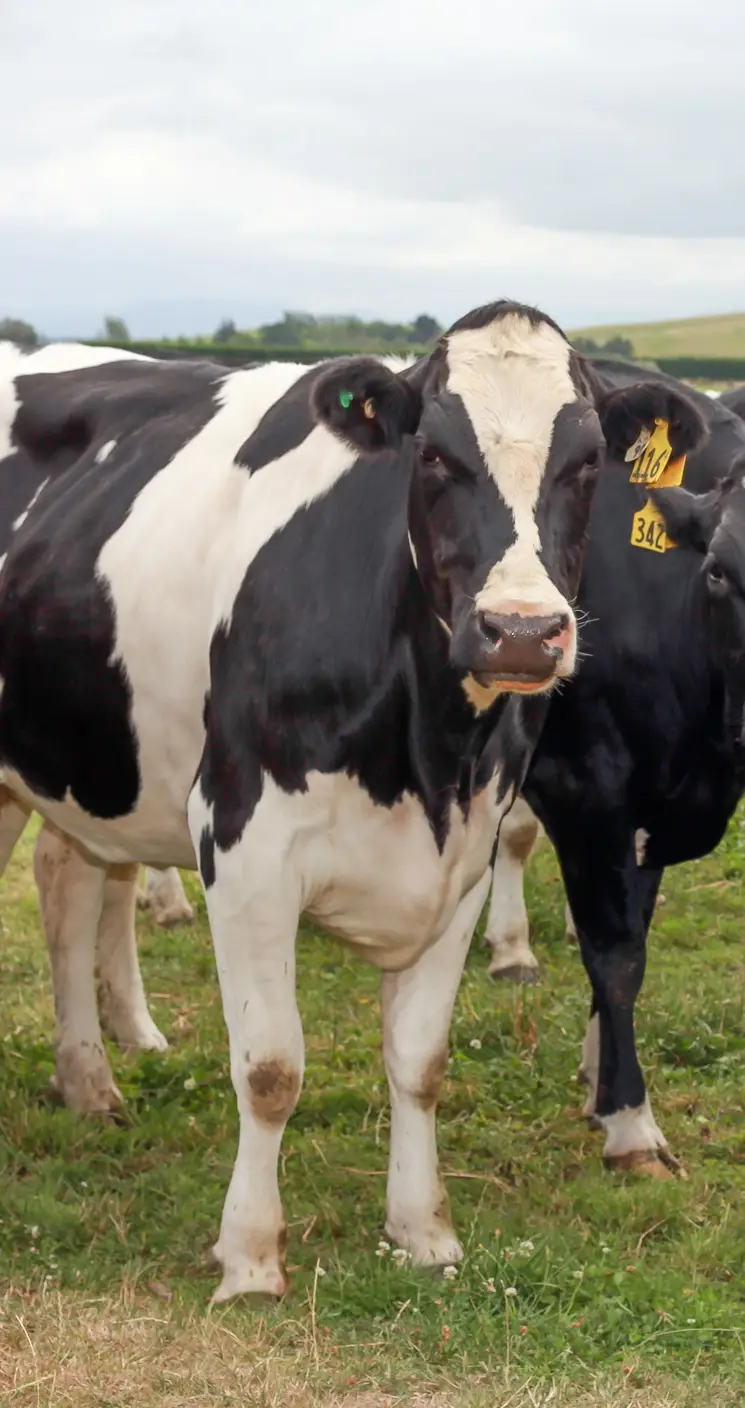 Single Narrow Cow – Chase Bovine Services